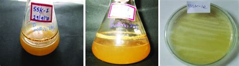 Marine Samples In Nutrient Broth And Nutrient Agar Plate Download