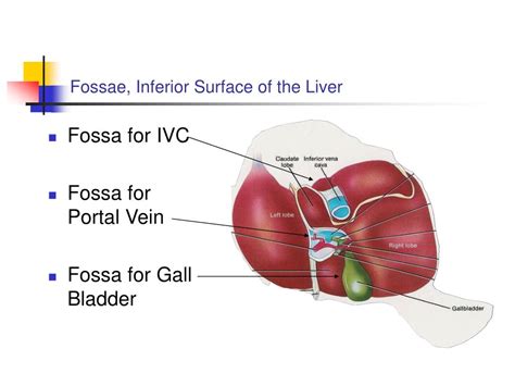 Ppt The Liver Powerpoint Presentation Free Download Id5191228