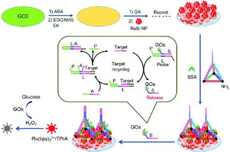 A Programmable Dna Cyclic Amplifying Ecl Sensor Detects Dna Via A Dna Download Scientific