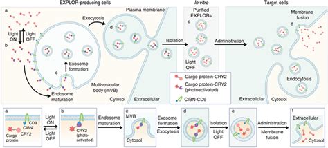 Schematic Diagram Of Explor Technology In Explor Producing Donor Download Scientific Diagram