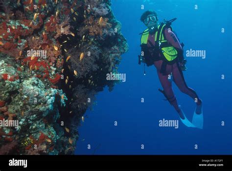Babs Jackson Diving On The West Face Of Sanganeb Reef Sudanese Red Sea