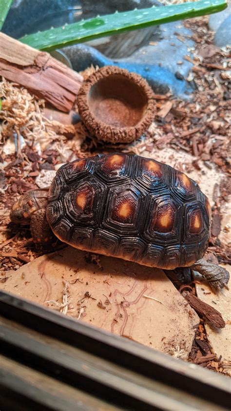 Shell Rot Rtortoise