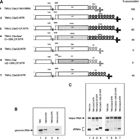 A Schematic Diagram Of The Genomic Organization Of Drnas Of Tmv