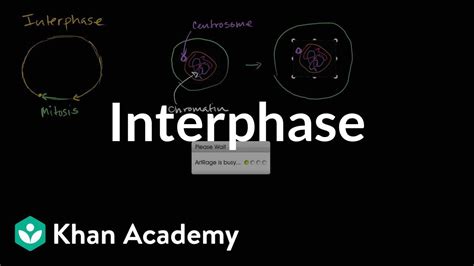 Dna Replication During Interphase The Untold Story Transtutorblog