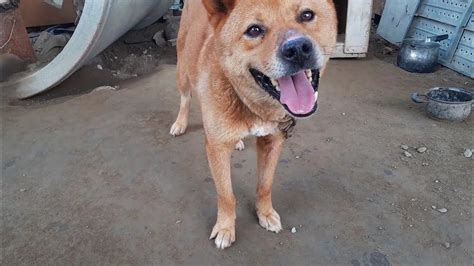 오리 스테이크 비빔밥 😚 Youtube