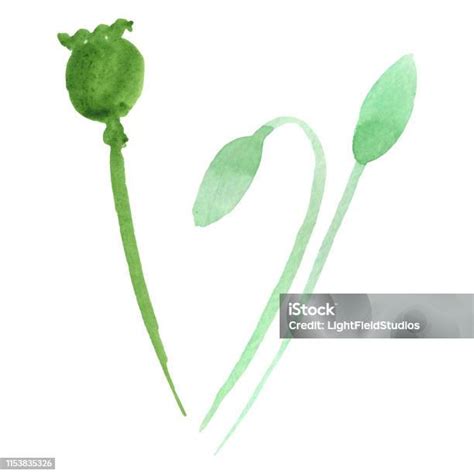 양 귀 비 녹색 새싹 꽃 식물 꽃입니다 수채화 배경 그림 집합입니다 고립 된 양 귀 비 일러스트 요소입니다 0명에 대한 스톡 벡터 아트 및 기타 이미지 Istock