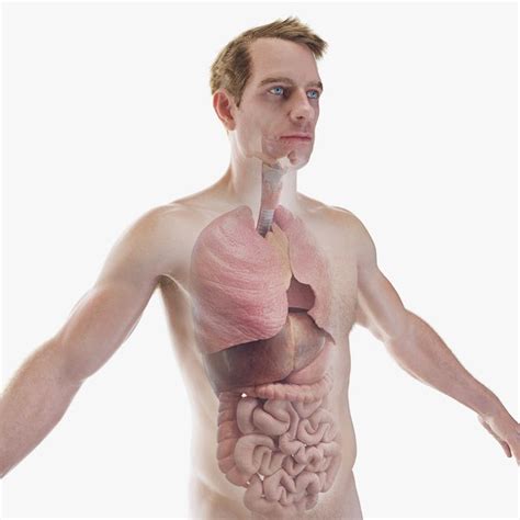 Modelo 3d Human Male Body And Organs Static Turbosquid 2051636