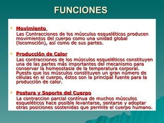 El Sistema Muscular Ppt