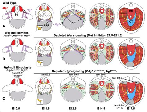 Model Of Hgf Met Signaling In Skeletal Muscle And Phrenic Nerve In The