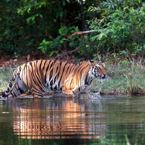 Top 12 National Parks In India For Wildlife Safaris