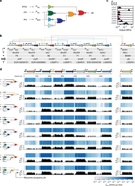 Genetic Circuit Characterization Using Rna Seq And Ribosome Profiling A Download Scientific