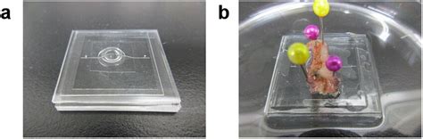 Fabricated Microchip For Valve Demonstration A Photo Of The