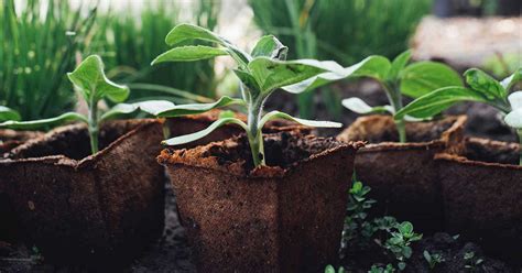 How To Grow Squash In Containers The Garden Magazine
