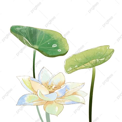 연꽃 잎 흰 연꽃 수채화 그림 Lixia 잔뜩 여름 Png 일러스트 및 Psd 이미지 무료 다운로드 Pngtree