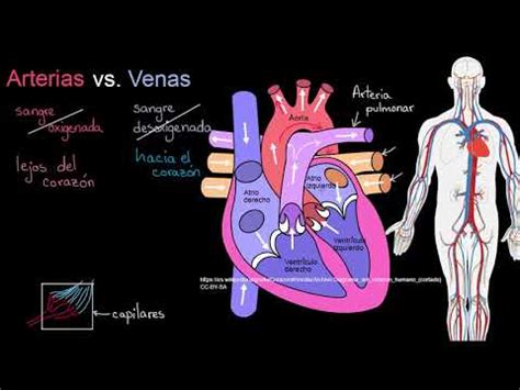 ¿cuál Es La Vena Del Dedo Que Llega Al Corazón
