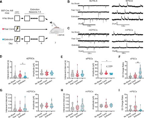 Ventral Hippocampal Interneurons Govern Extinction And Relapse Of Contextual Associations Pmc