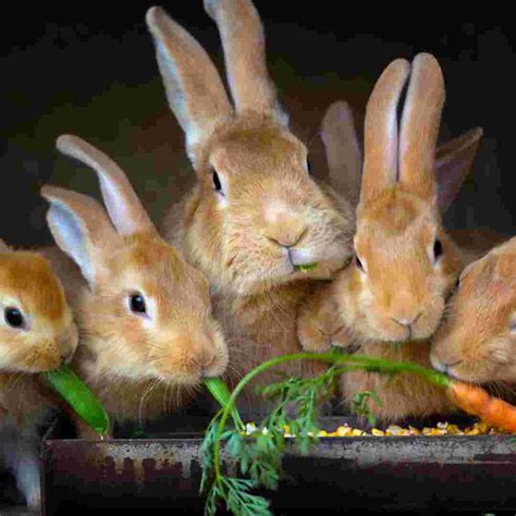 Unveiling The Rabbit Problem In Australia Causes Impact And Solutions