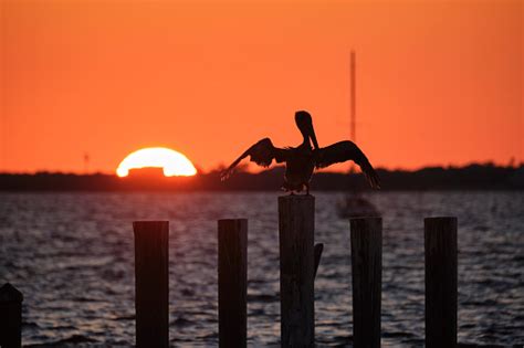 호수 물과 큰 석양 태양 위에 밝은 오렌지색 일몰 하늘을 배경으로 나무 울타리 기둥 위에 날개를 펼친 외로운 펠리컨 새의 실루엣