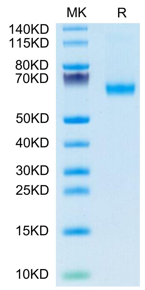 Fitc Labeled Human Cd27 Ligandcd70 Trimer Protein Cdl Hm427f Kactus