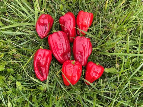 Antep Long Dolmalık Hot Pepper Seeds Two Seeds In A Pod
