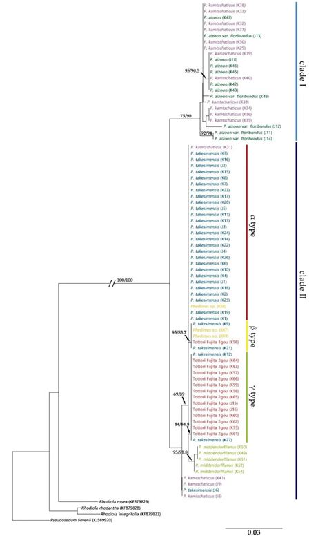Maximum Likelihood Ml Tree Of The Genus Phedimus Based On Its Download Scientific Diagram