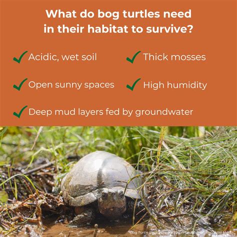 Meet The Bog Turtle The Tiniest Turtle In North America Defenders Of
