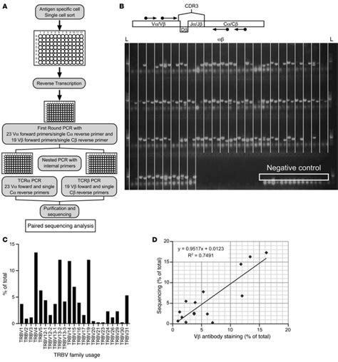 JCI Paired analysis of TCRα and TCRβ chains at the single cell level in mice