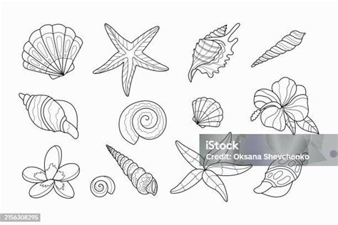 불가사리와 조개껍데기로 세팅 아이들을 위한 색칠 공부 여름 색칠 공부 페이지 벡터 라인 아트 0명에 대한 스톡 벡터 아트 및 기타 이미지 Istock