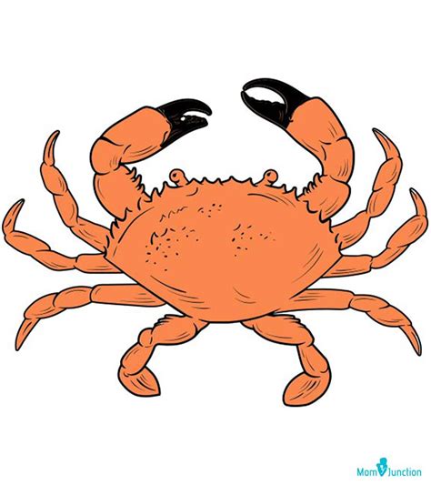 Mole Crab Drawing At John Wardle Blog Mole Crab Drawing At John Wardle Blog