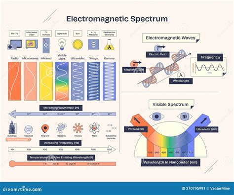Visible Light Spectrum Of Human Eye Infographic Diagram Cartoon Vector