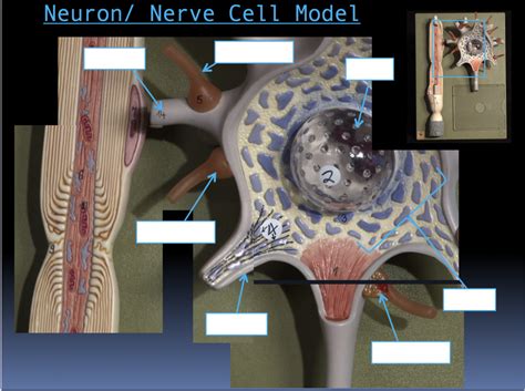 Neuron Nerve Cell﻿ Model Diagram Quizlet