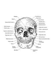 Anterior View Of The Skull Labeled Glabella Frontal Bone Nasal