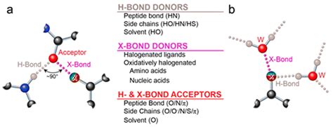 Looking Back Looking Forward At Halogen Bonding In Drug Discovery