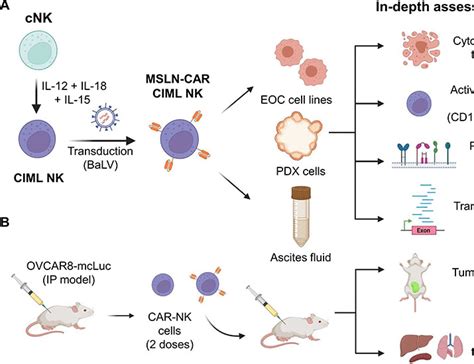 Mark Lowdell On Linkedin Car Memory Like Nk Cells Targeting The