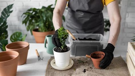 Як активоване вугілля рятує кімнатні рослини від захворювань секрети квітникарів Читайте на