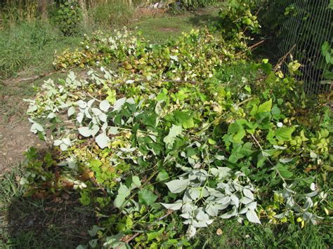 how to maintain a raspberry patch how to prune raspberry plants