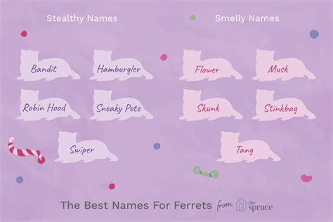 88 Unique Ferret Names