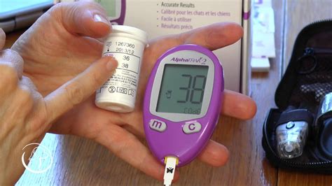 Annapolis Cat Hospitals How To Diabetic Cat Ear Prick Youtube