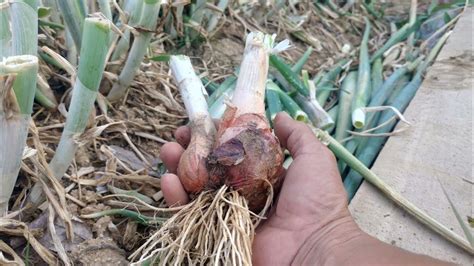 삼동파쪽파 자색삼동파 주아 심고 왔어요삼동파쪽파대파 Youtube