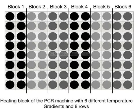 Gradient Pcr Definition Principle Process Functions Biology