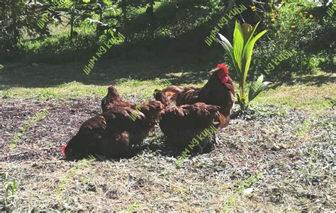 Easter Joy Rabbit Ventures Para Ka Lang Bumili Ng Puzzle Set 🙂