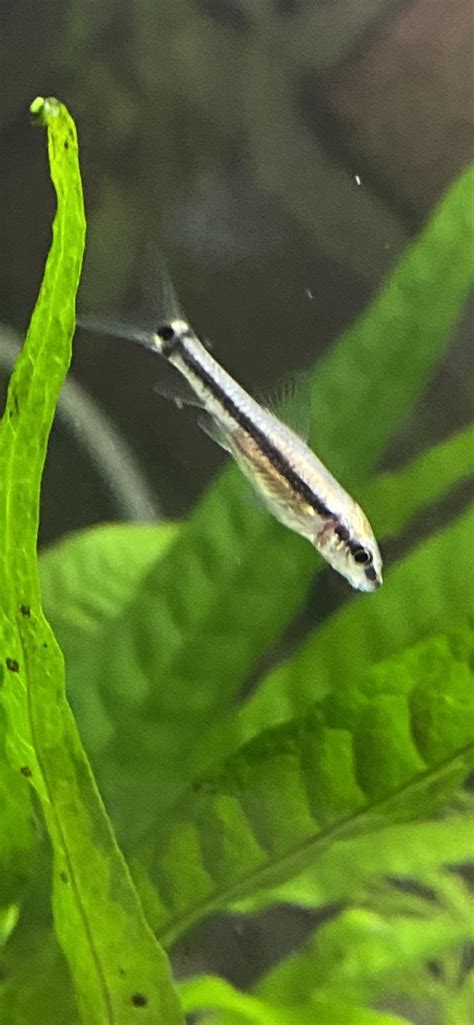 Siamese Algae Eater Everything You Need To Know The Aquarium Guide