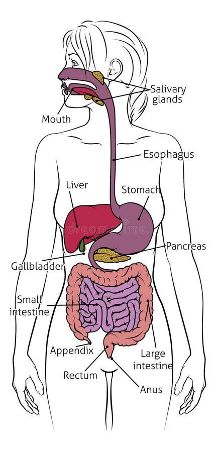 Sistema Digestivo Umano Schema Anatomico Femminile Illustrazione