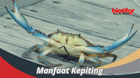 Manfaat Kepiting Keajaiban Untuk Kesehatan Dan Lingkungan