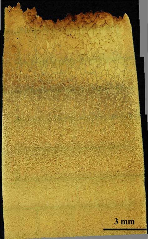 Microstructure Of The Specimen Vertical Section Near The Fracture Front