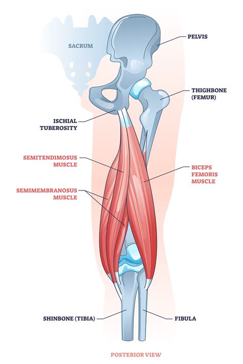 6 Best Dumbbell Hamstring Exercises With Pictures Inspire Us