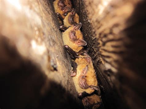 Little Brown Bat Hibernating