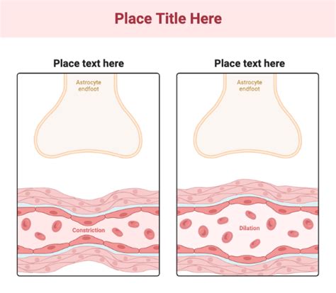 Astrocyte Effect On Blood Vessels Layout BioRender Science Templates