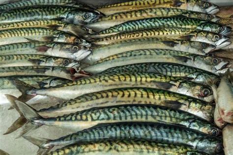 King Mackerel Vs Spanish Mackerel Homestead And Prepper