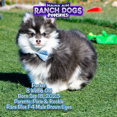 Sold Parker Rare Blue F4 Male Pomsky Out Of Pixie And Rookie Born 9